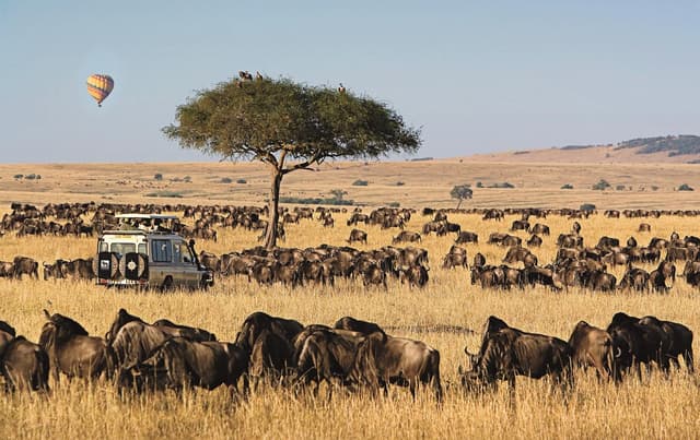 SafariFind - Find Your Perfect African Safari